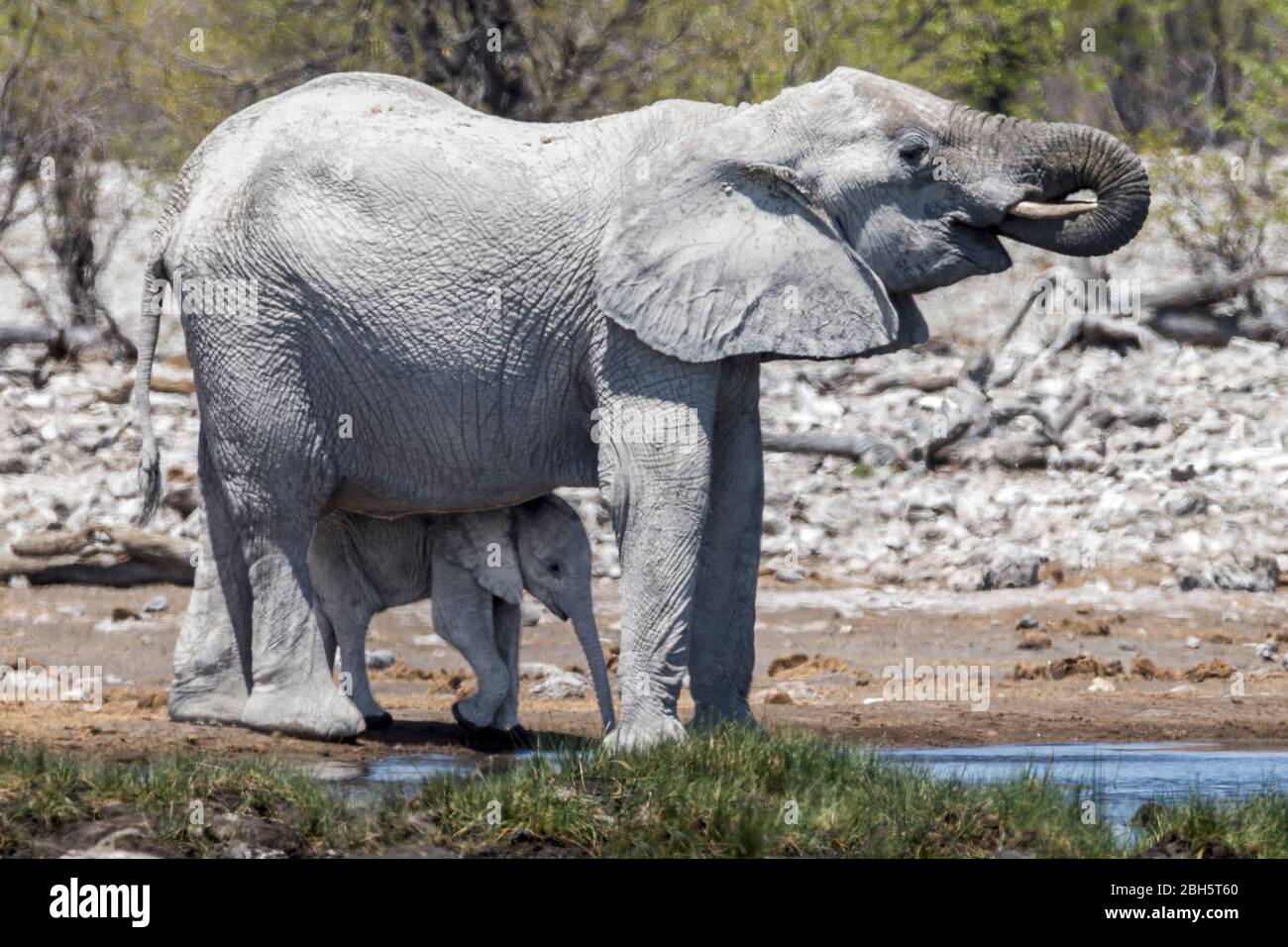 "Ghost" Elephant, due to the white soil of Etosha National Park ...