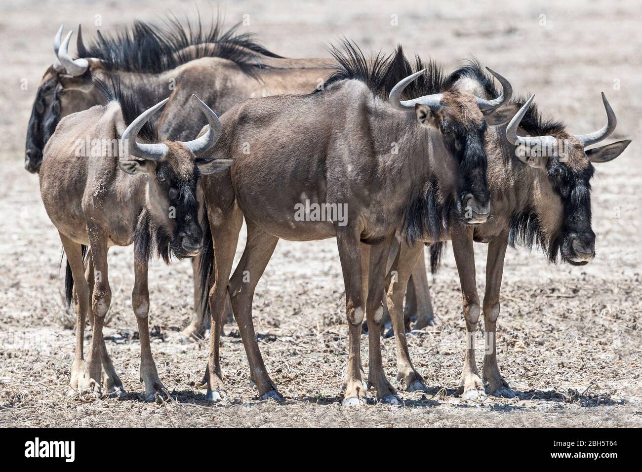Juvenile wildebeest hi-res stock photography and images - Alamy