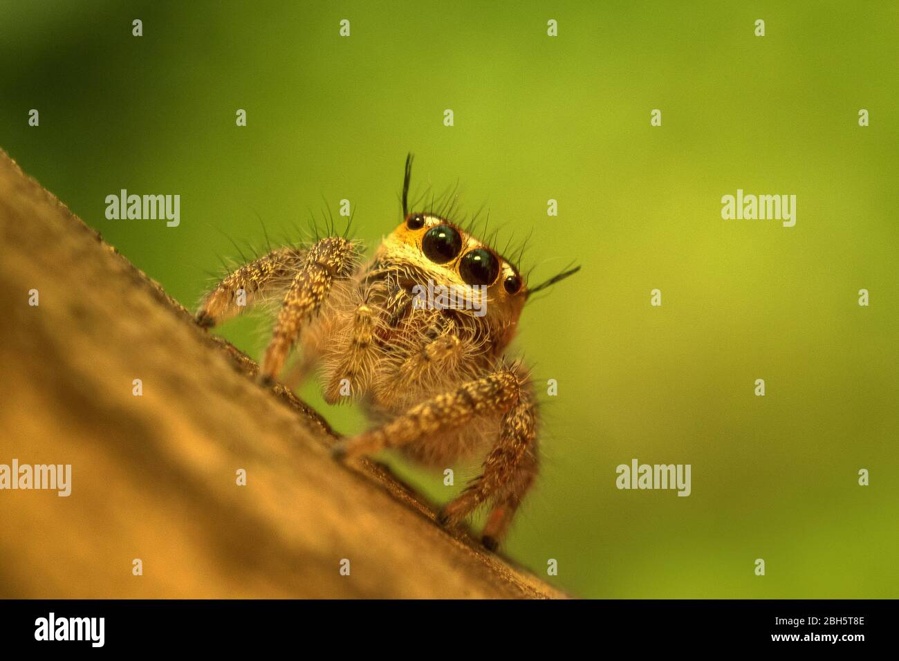 Attractive spider hi-res stock photography and images - Alamy