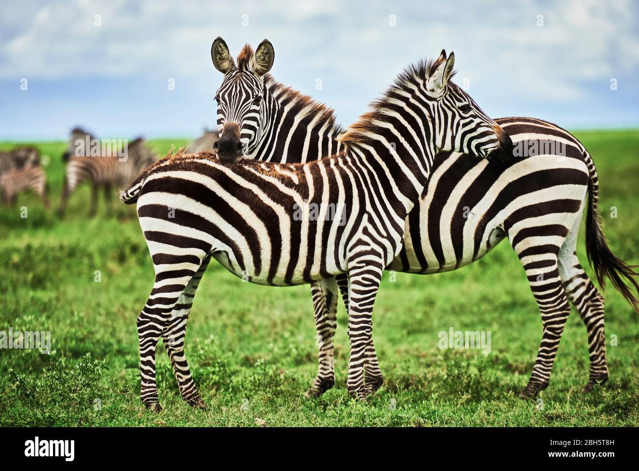 Two beautiful zebras in Africa Stock Photo - Alamy