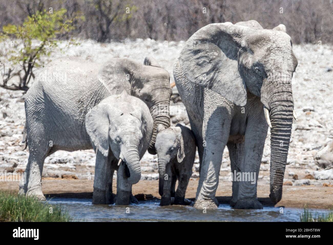 "Ghost" Elephants, due to the white soil of Etosha National Park ...