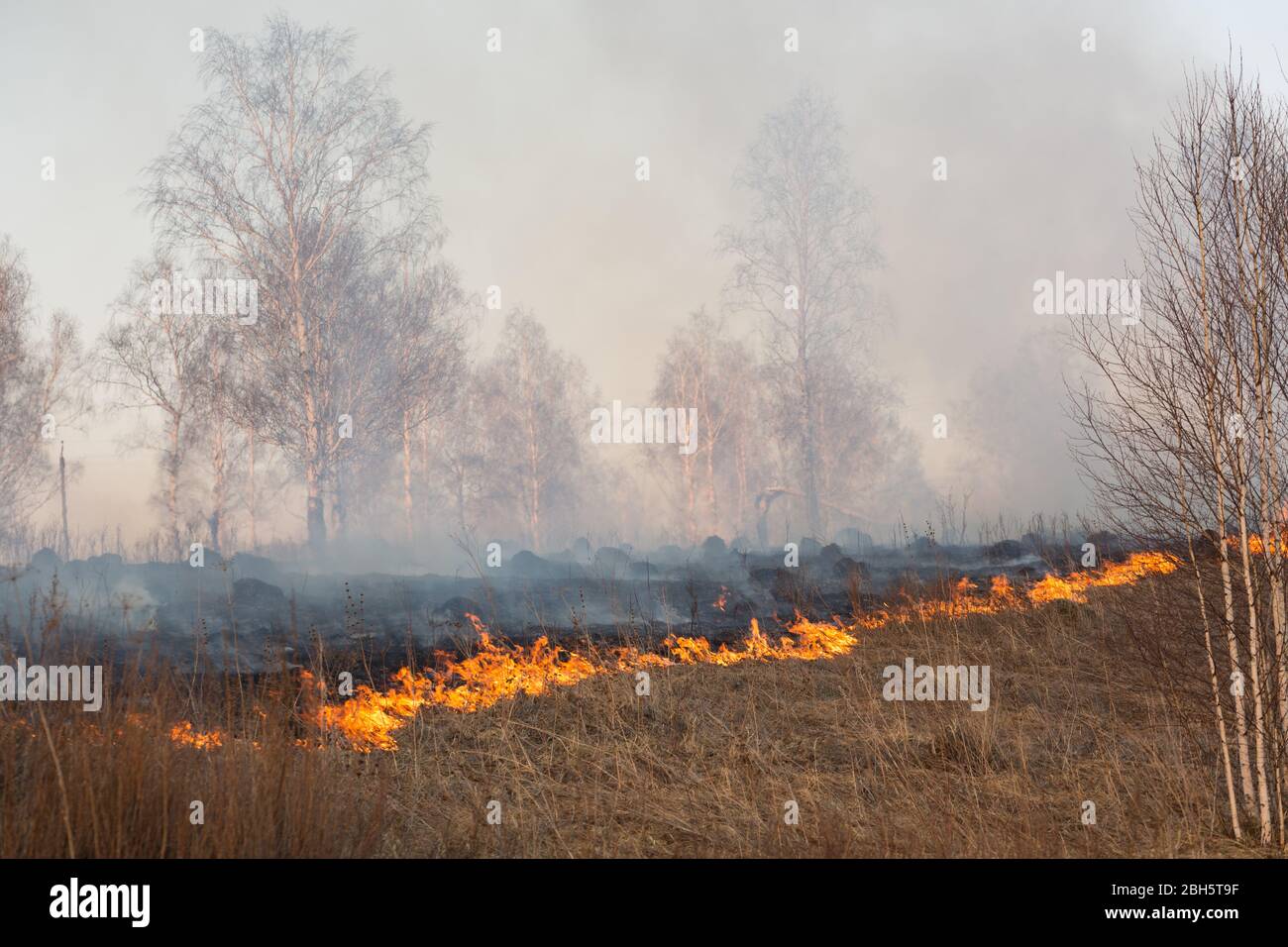 Forest fire burning, Wildfire close up at day time Stock Photo - Alamy