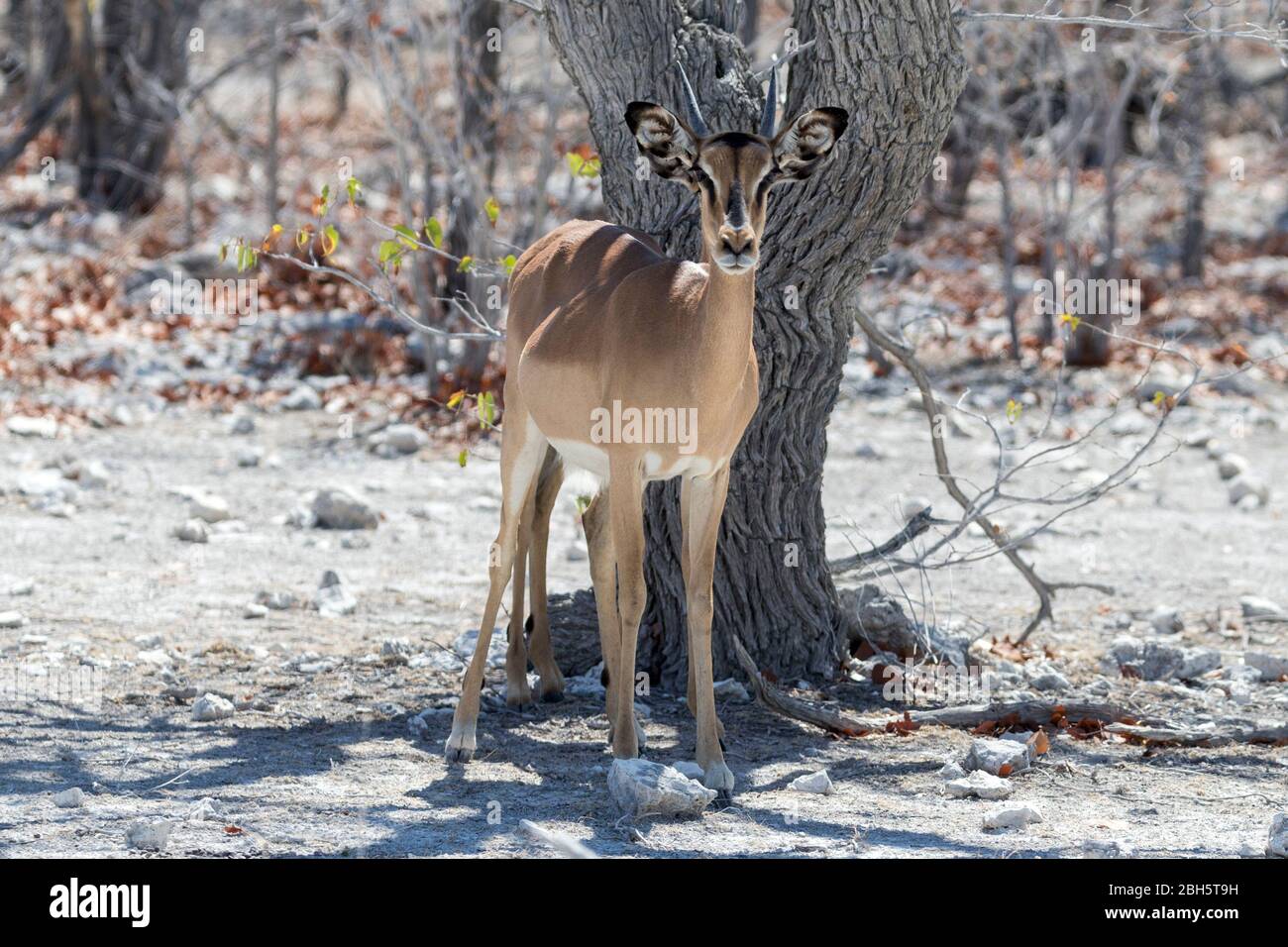 Namibia mopane tree hi-res stock photography and images - Alamy