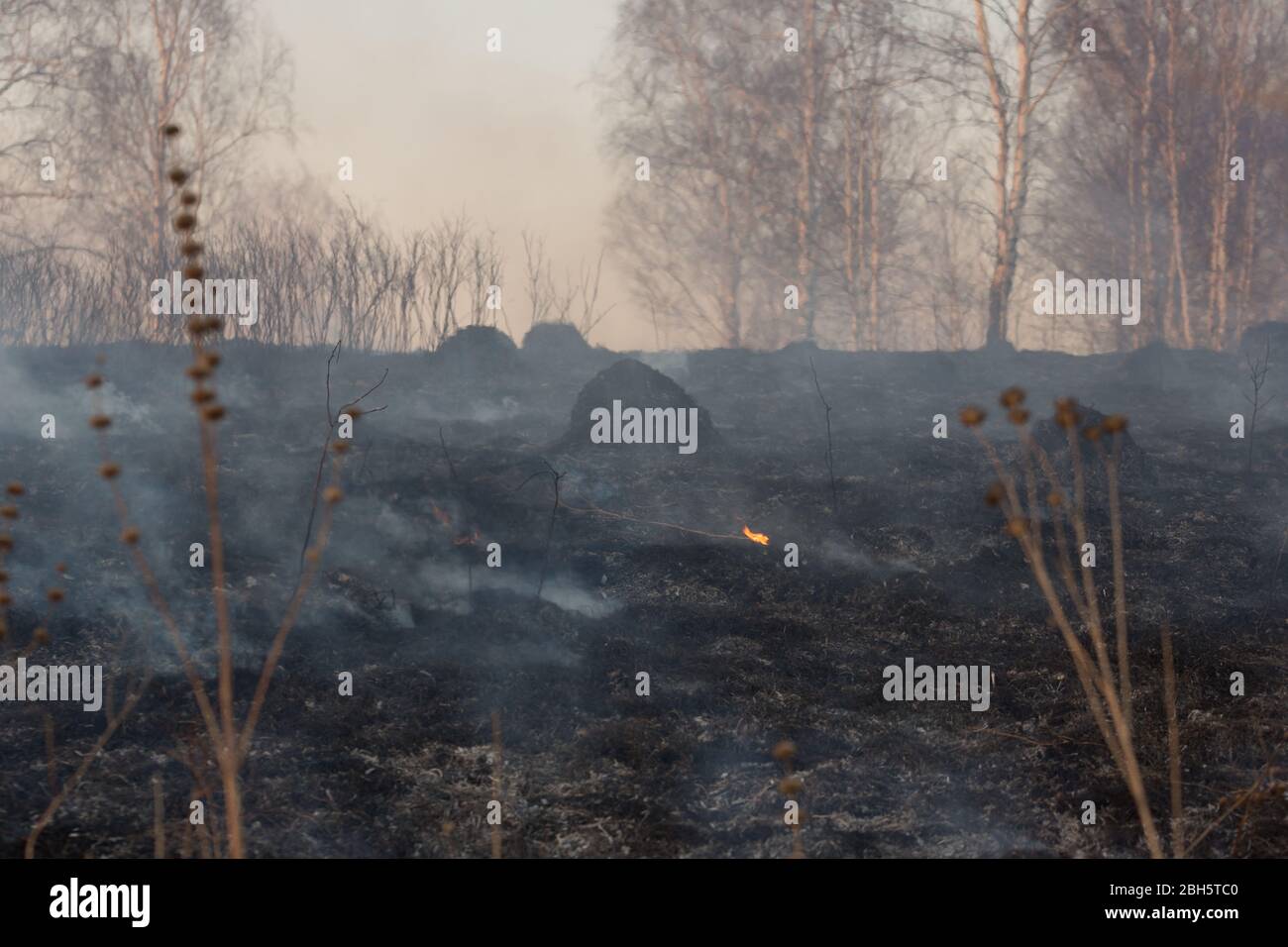 Forest fire burning, Wildfire close up at day time Stock Photo - Alamy