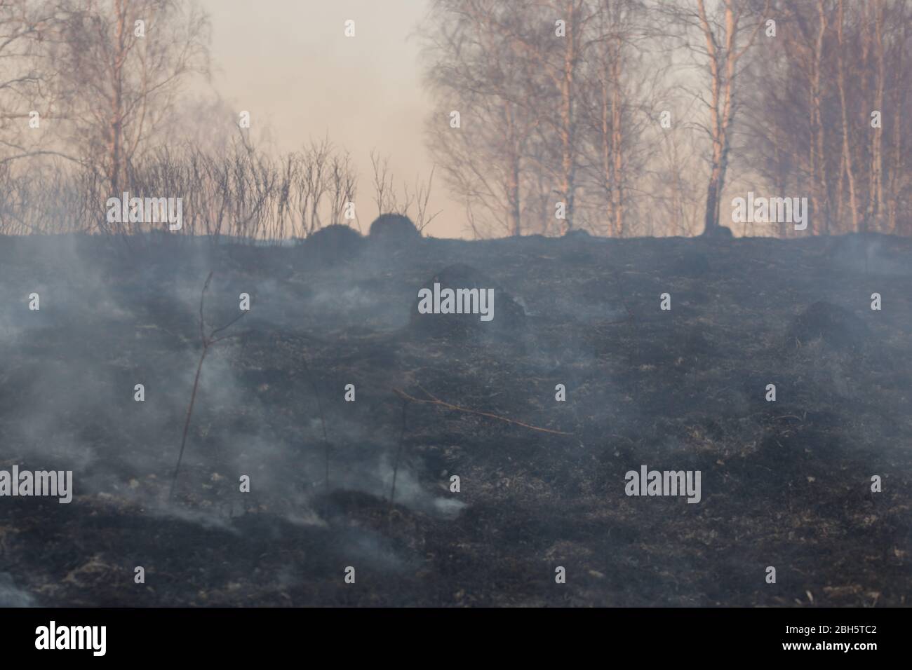 Forest fire burning, Wildfire close up at day time Stock Photo - Alamy
