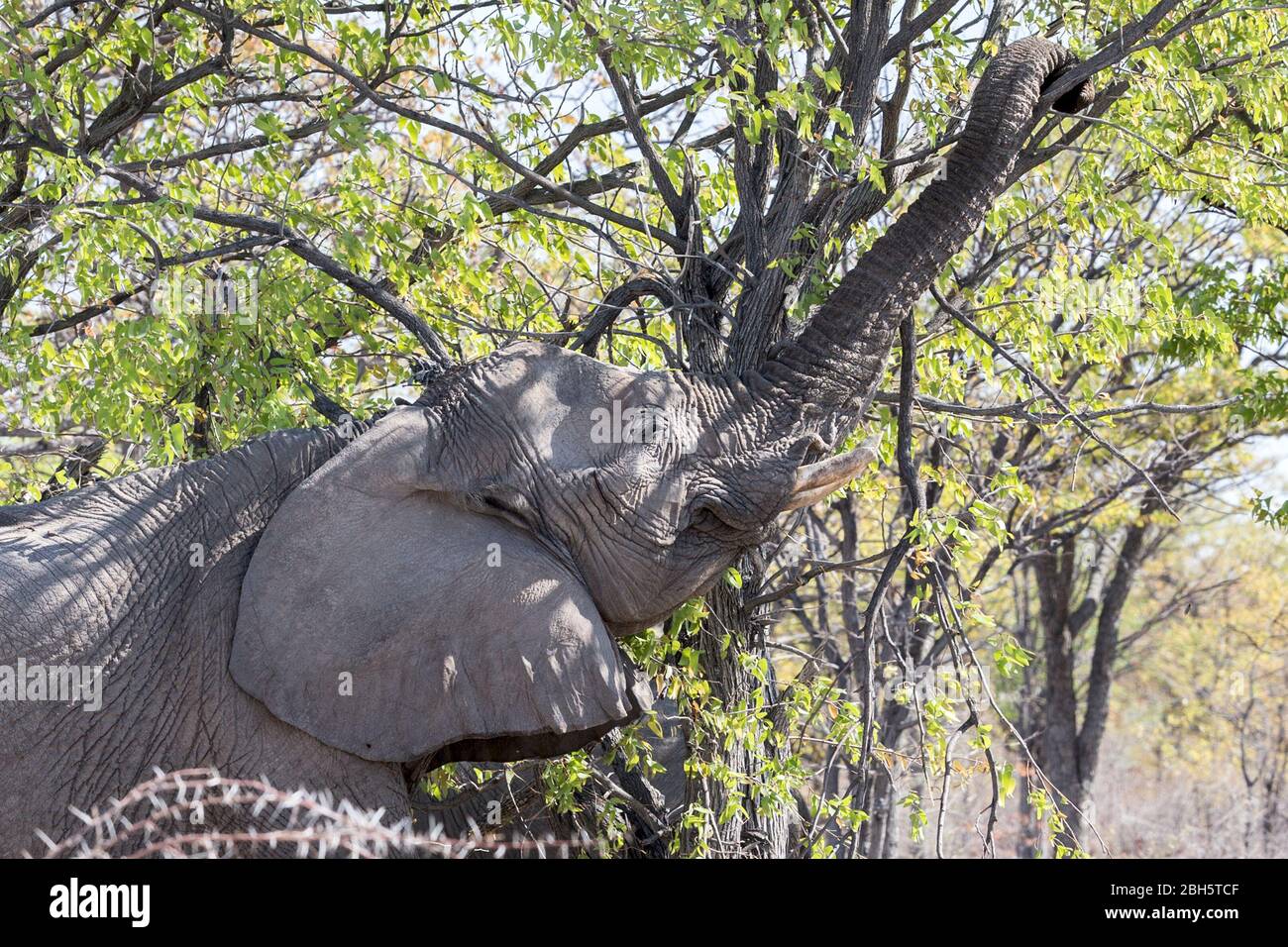 African forest elephant reaching hi-res stock photography and images ...
