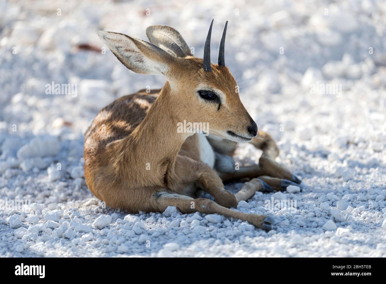 Resting recumbent hi-res stock photography and images - Alamy
