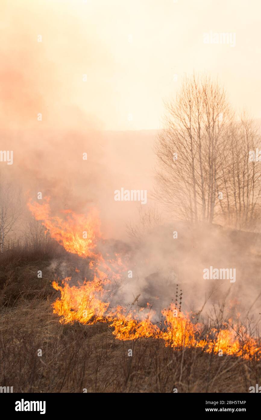 Forest fire burning, Wildfire close up at day time Stock Photo - Alamy