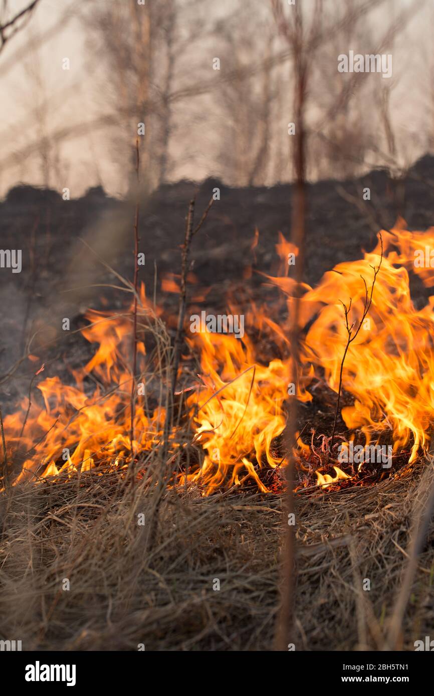 Forest fire burning, Wildfire close up at day time Stock Photo - Alamy