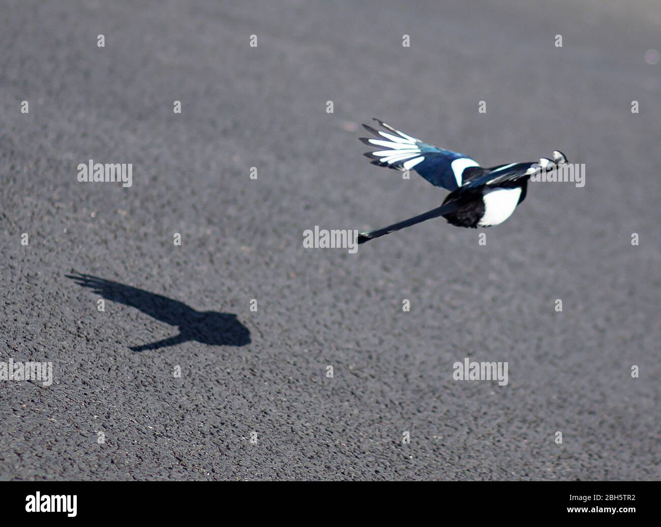 Magpie outdoors hi-res stock photography and images - Alamy