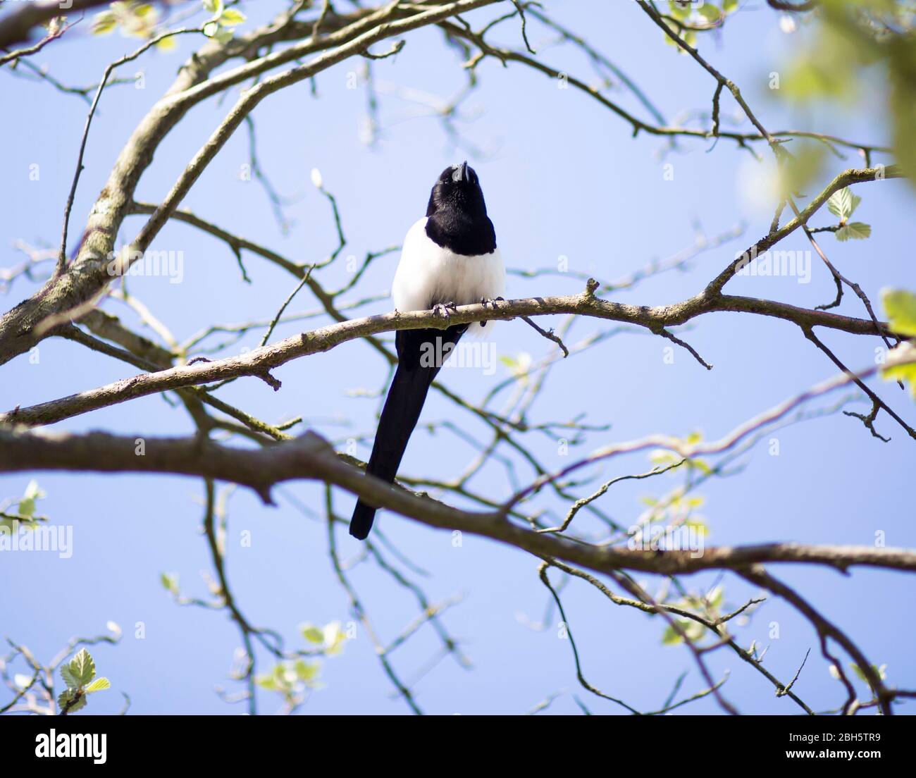 Magpie sit hi-res stock photography and images - Alamy