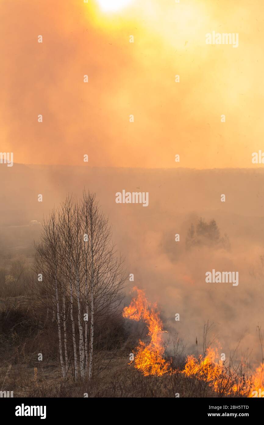 Forest fire burning, Wildfire close up at day time Stock Photo - Alamy