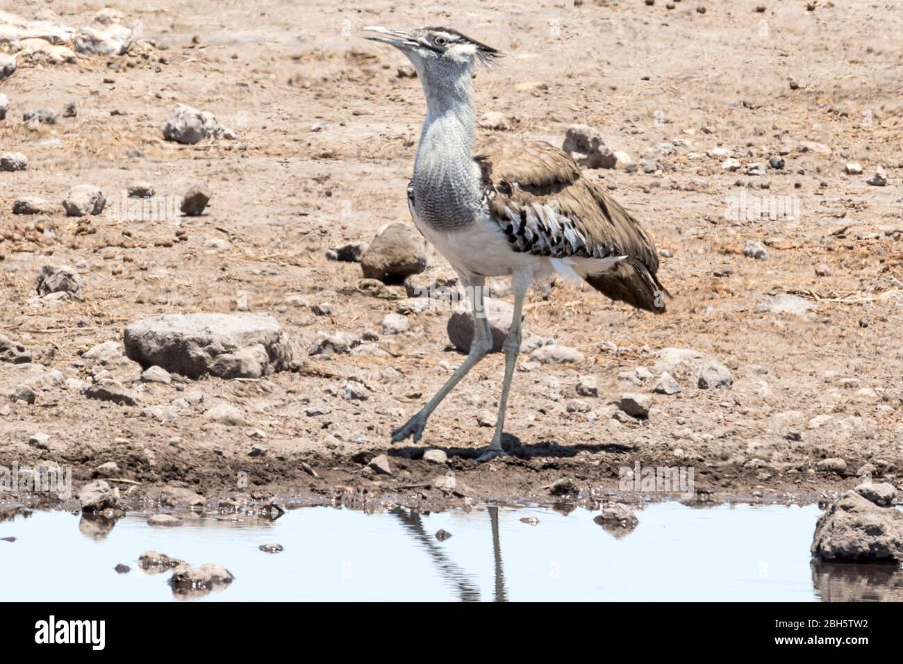 Kori Bustard, Ardeotis kori, world's largest flying bird, drinking in ...