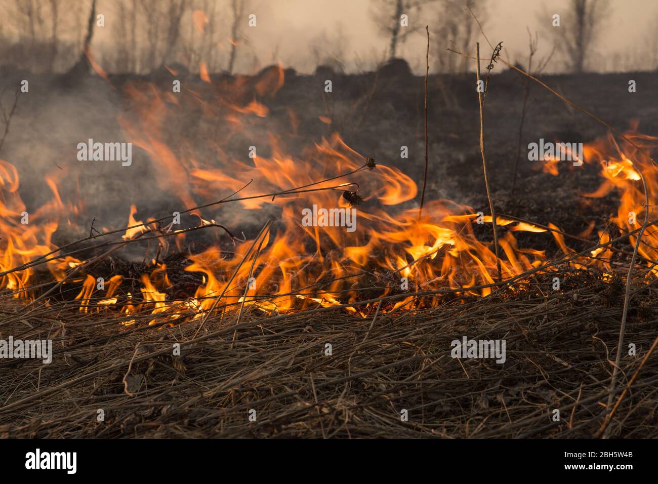 Forest fire burning, Wildfire close up at day time Stock Photo - Alamy