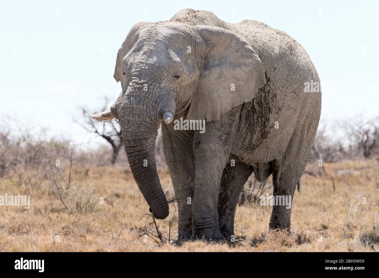 Bull "Ghost" Elephant, due to the white soil of Etosha National Park ...