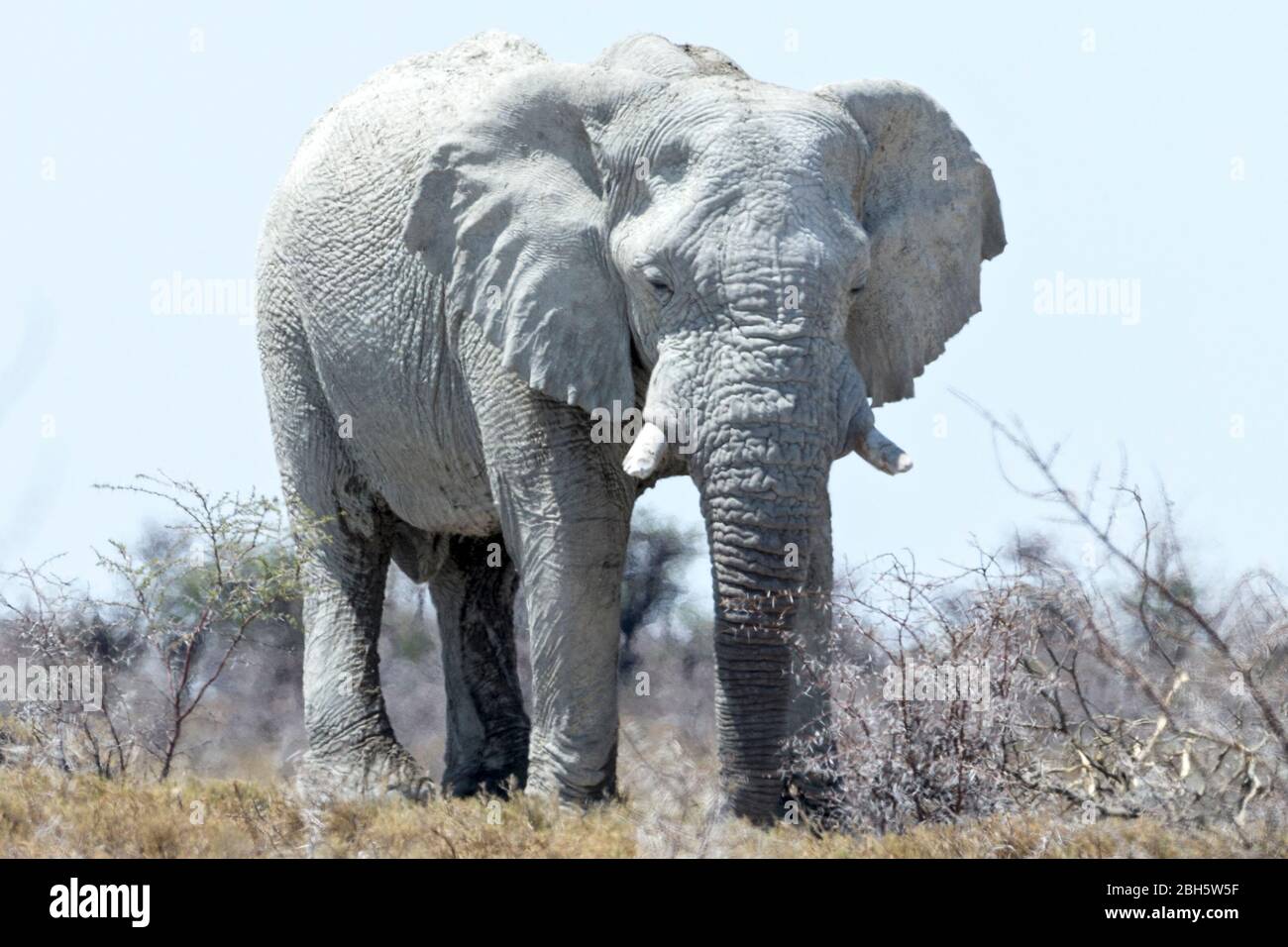 Bull "Ghost" Elephant, due to the white soil of Etosha National Park ...