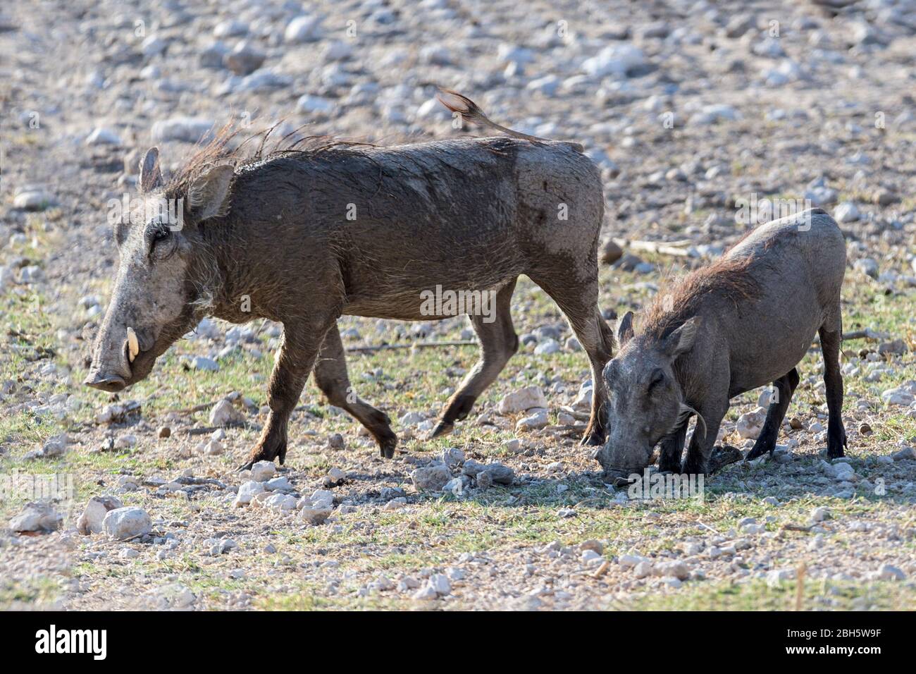 Warthogs feeding, Etosha National Park, Namibia, Africa Stock Photo - Alamy