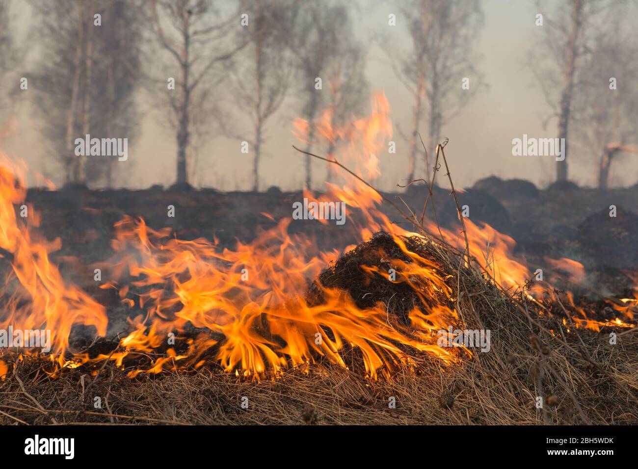 Forest fire burning, Wildfire close up at day time Stock Photo - Alamy