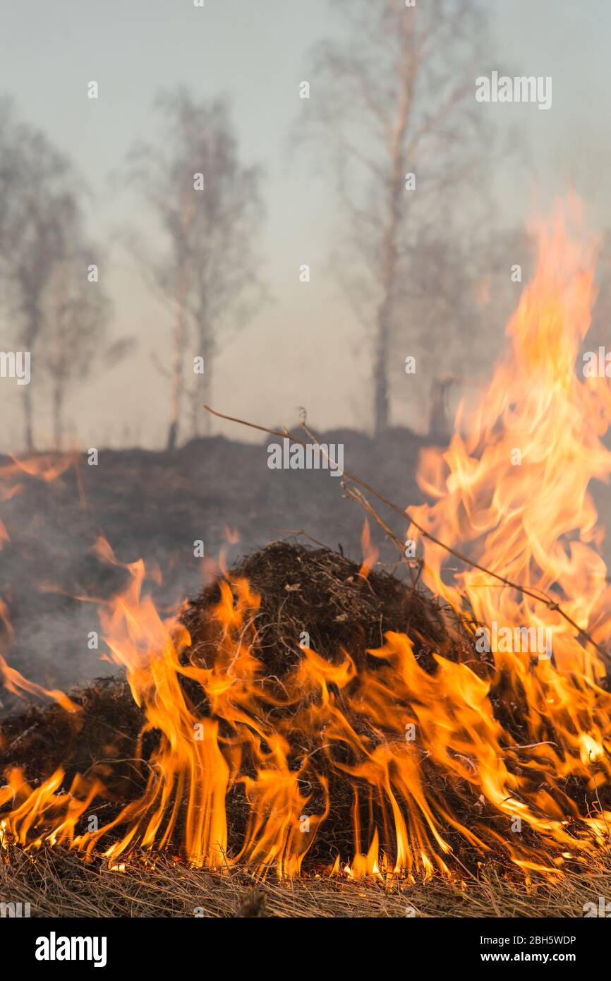 Forest fire burning, Wildfire close up at day time Stock Photo - Alamy