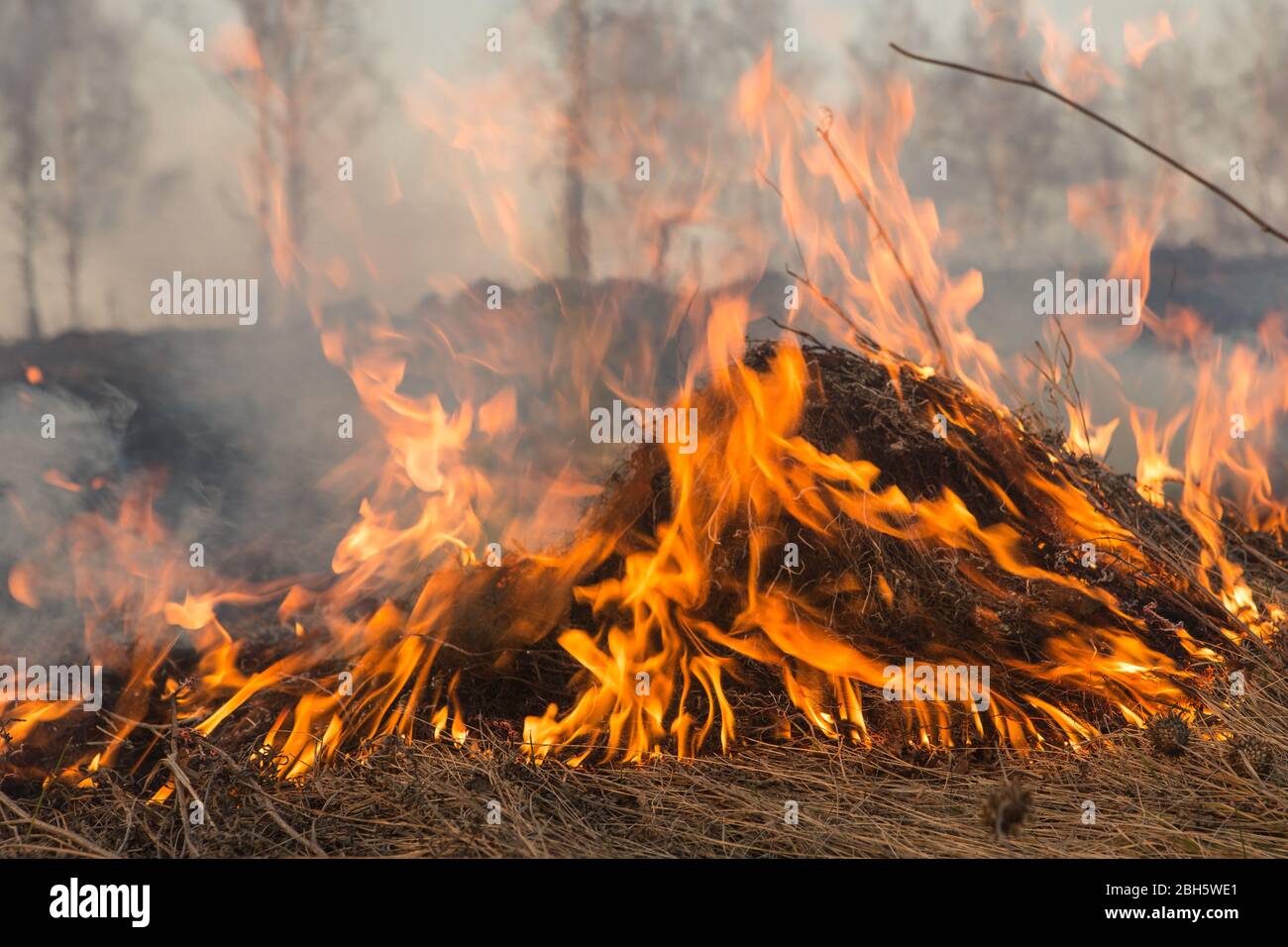 Forest fire burning, Wildfire close up at day time Stock Photo - Alamy