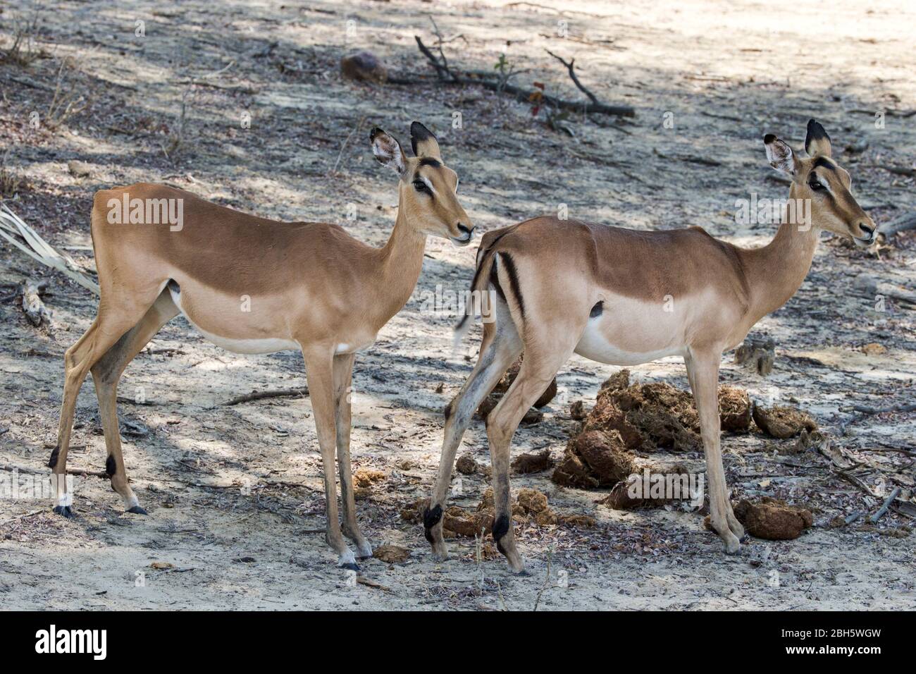 Mammal droppings faeces hi-res stock photography and images - Alamy