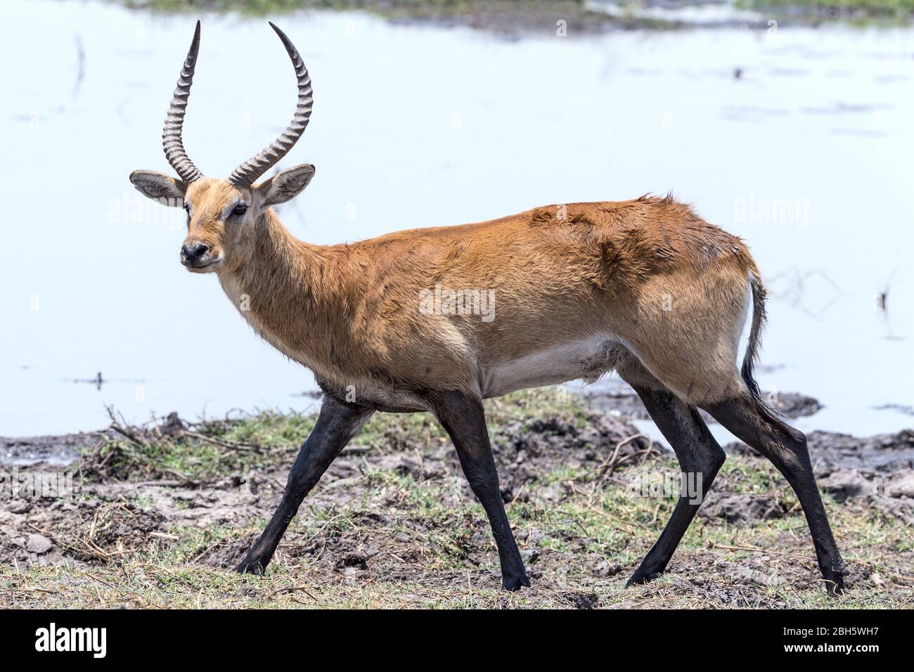 Adult male Red Lechwe, Caprivi Strip, Mahongo National Park, Namibia ...