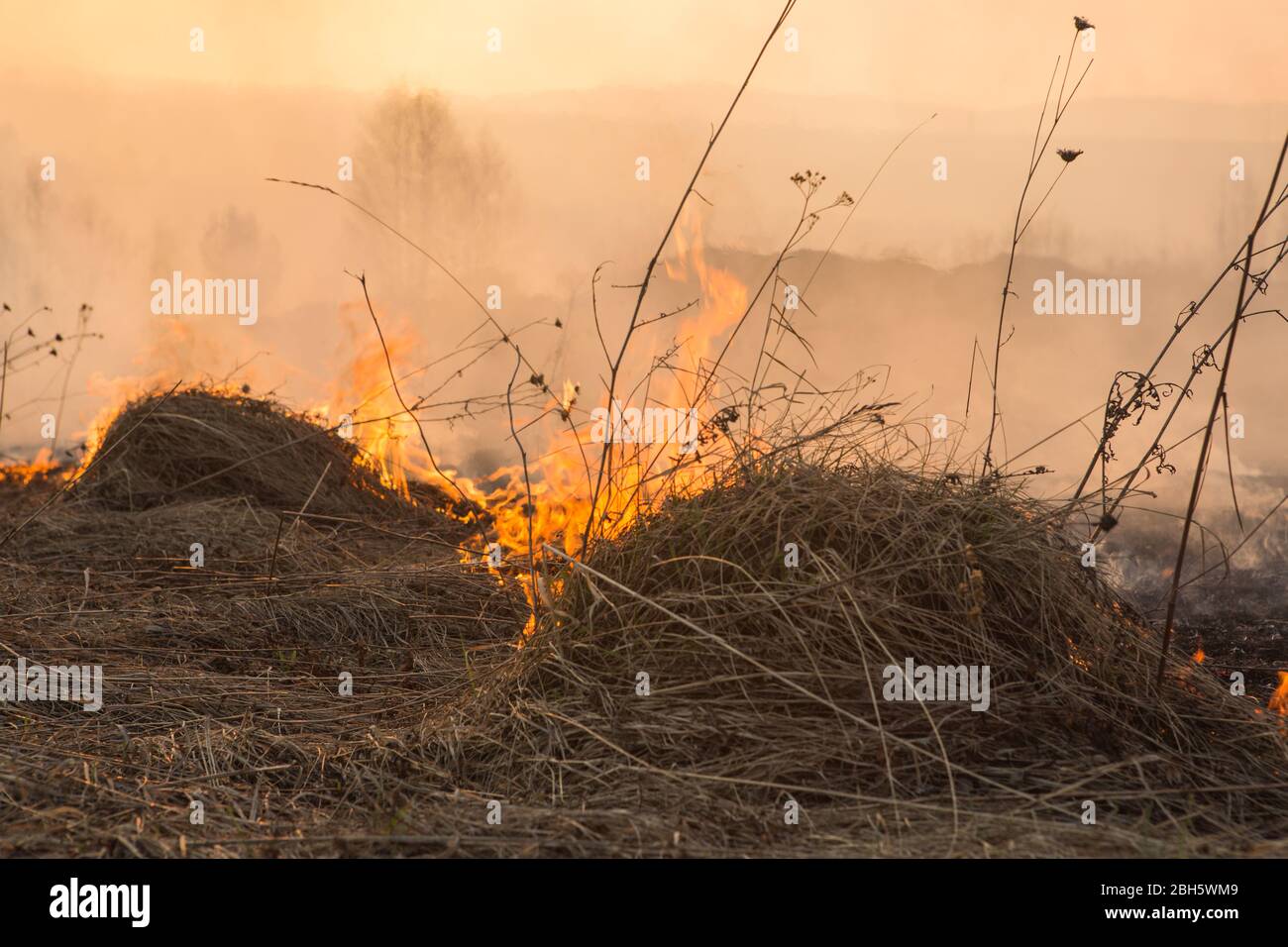 Forest fire burning, Wildfire close up at day time Stock Photo - Alamy
