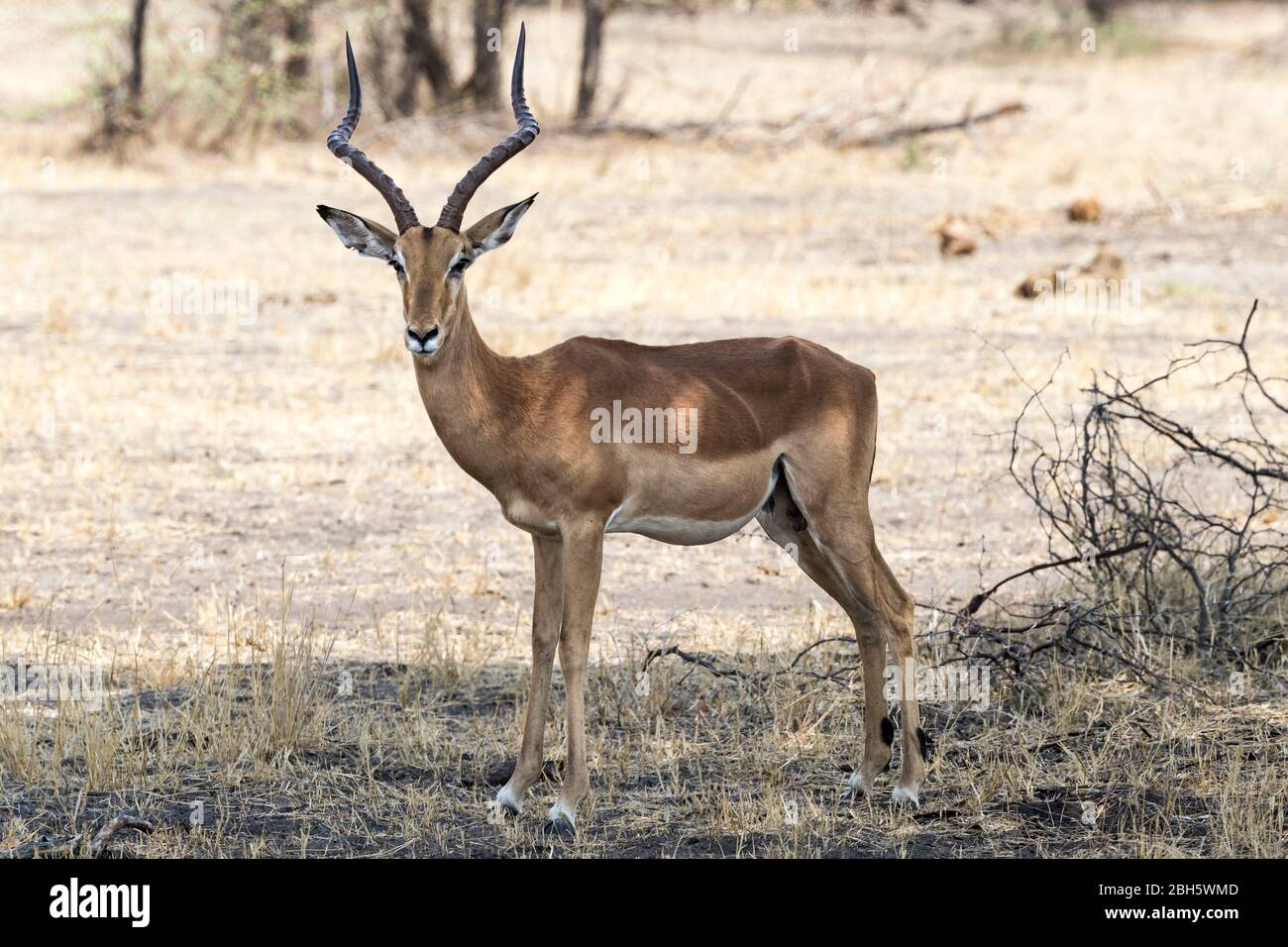 Adult male Impala, Caprivi Strip, Mahongo National Park, Namibia Stock ...