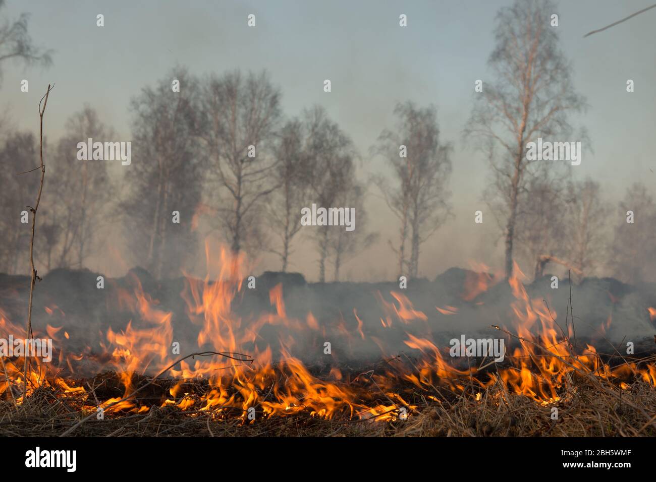 Forest fire burning, Wildfire close up at day time Stock Photo - Alamy