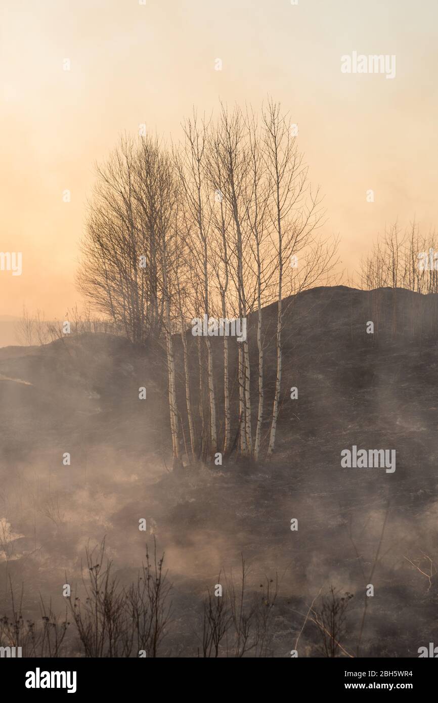 Forest fire burning, Wildfire close up at day time Stock Photo - Alamy