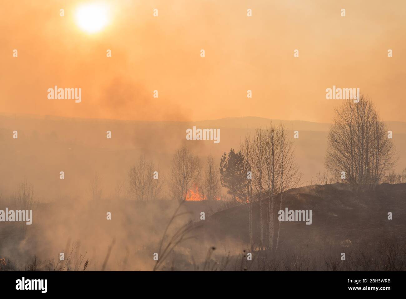 Forest fire burning, Wildfire close up at day time Stock Photo - Alamy