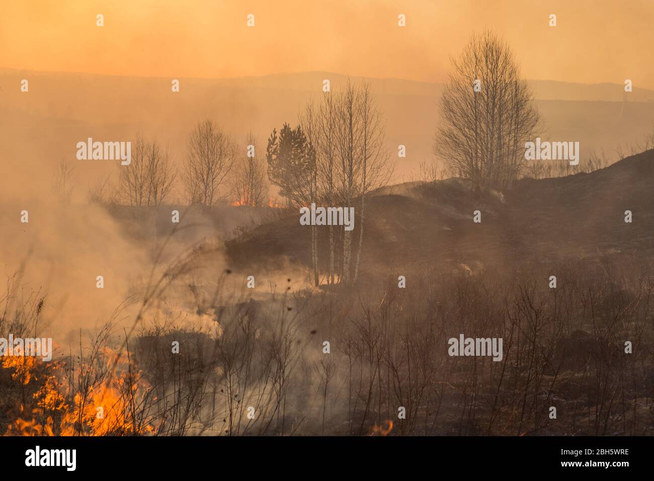Forest fire burning, Wildfire close up at day time Stock Photo - Alamy