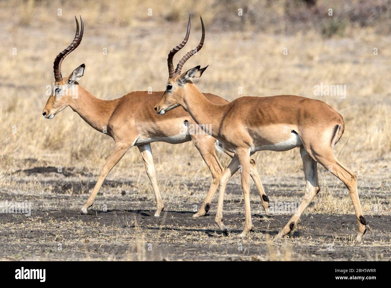 Adult male Impala, Caprivi Strip, Mahongo National Park, Namibia Stock ...