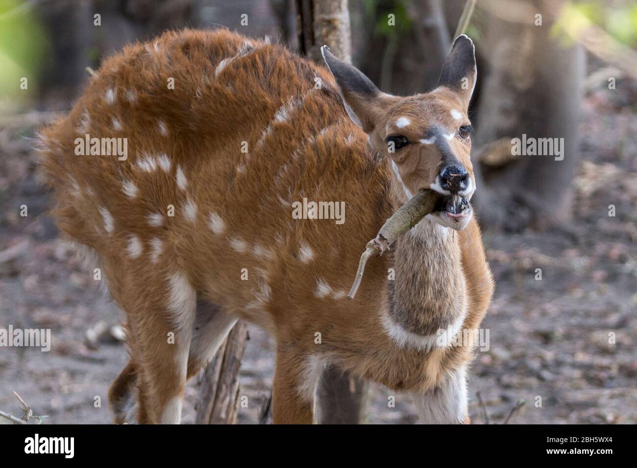 Female, Bushbuck, chewing on fruit, Buffalo Game Park aka Bwabwata ...