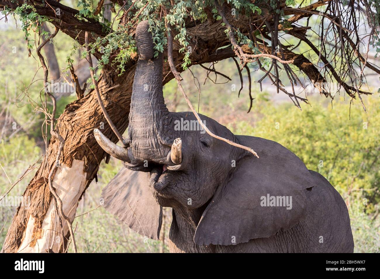 Elephant, Buffalo Game Park aka Bwabwata National Park, Caprivi Strip ...