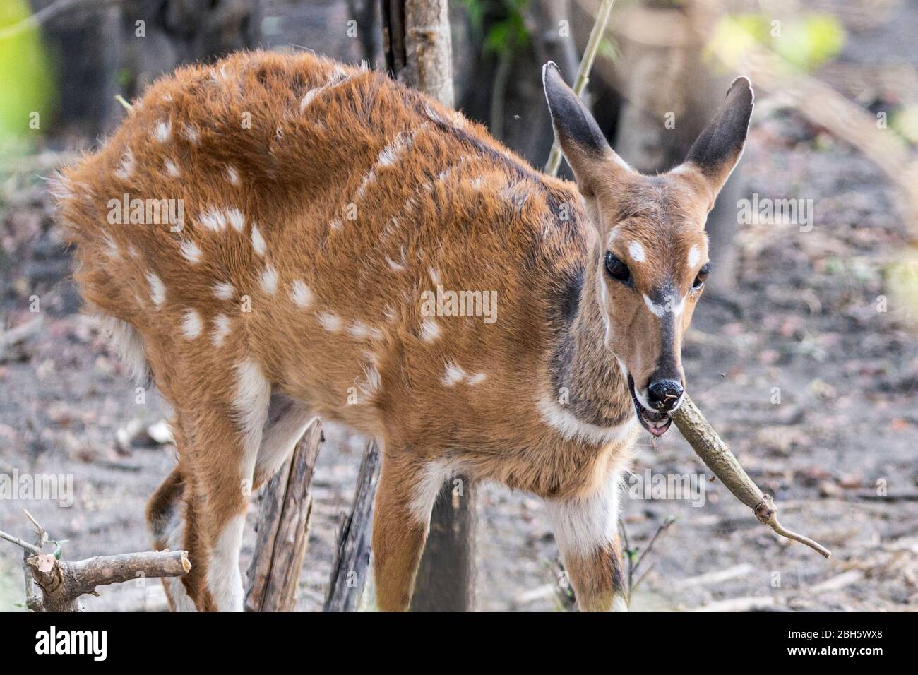 Female, Bushbuck, chewing on fruit, Buffalo Game Park aka Bwabwata ...