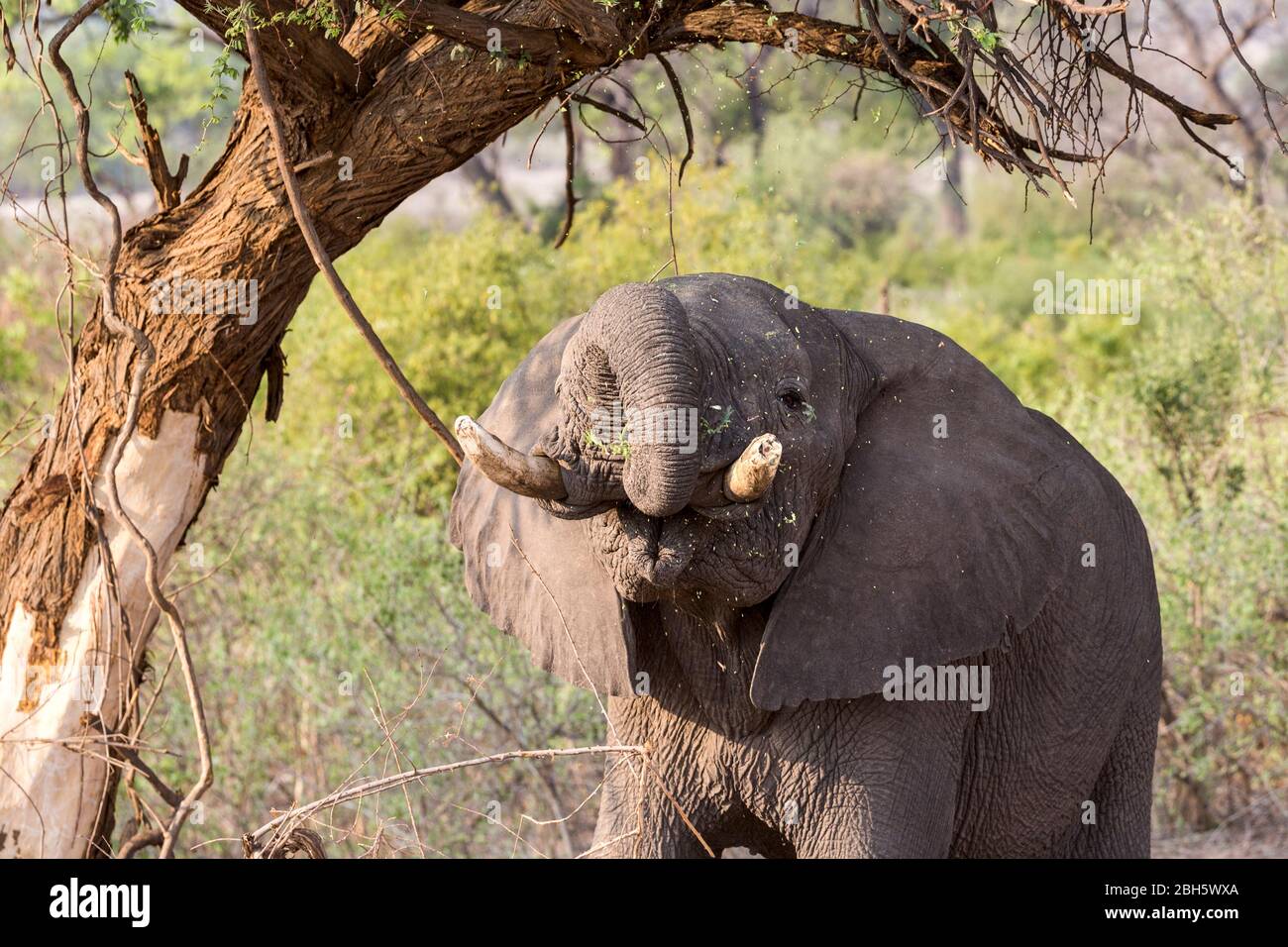Elephant, Buffalo Game Park aka Bwabwata National Park, Caprivi Strip ...