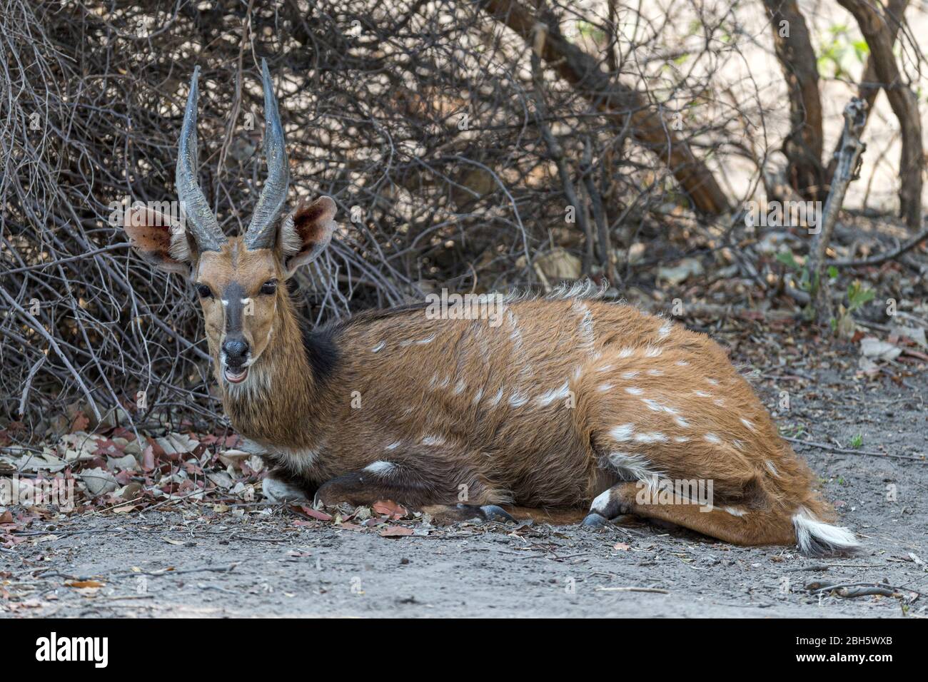 Male Bushbuck, Buffalo Game Park aka Bwabwata National Park, Caprivi ...
