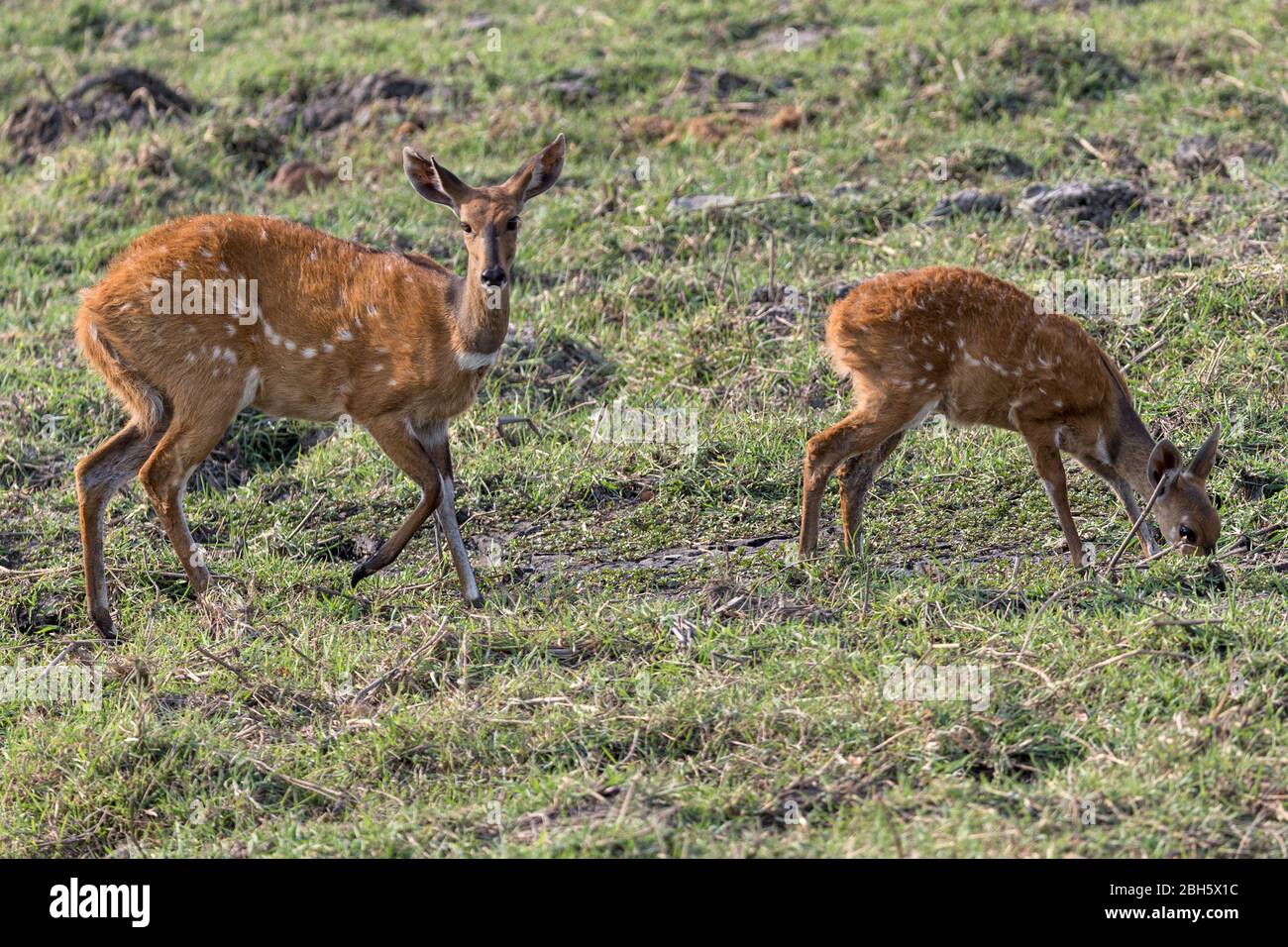 Female Bushbuck, Buffalo Game Park aka Bwabwata National Park, Caprivi ...
