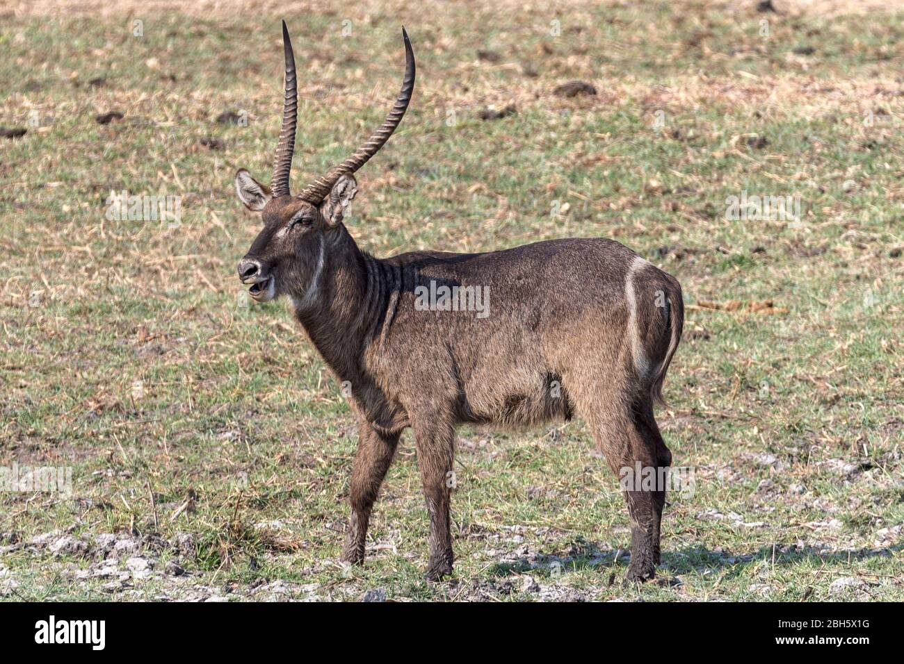 Male Waterbuck, eating, Buffalo Game Park aka Bwabwata National Park ...
