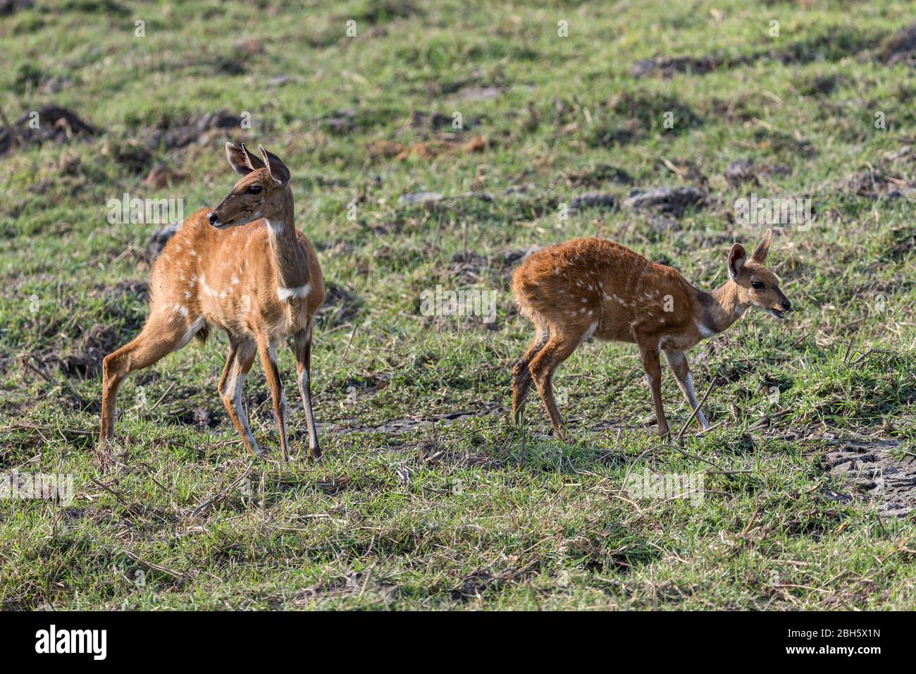Apprehensive Female Bushbuck, Buffalo Game Park aka Bwabwata National ...