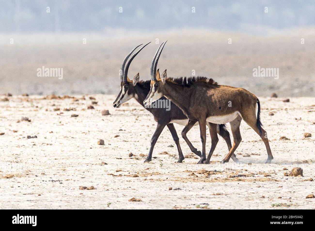 Male & Female Sable, during a dust storm, Buffalo Game Park aka ...