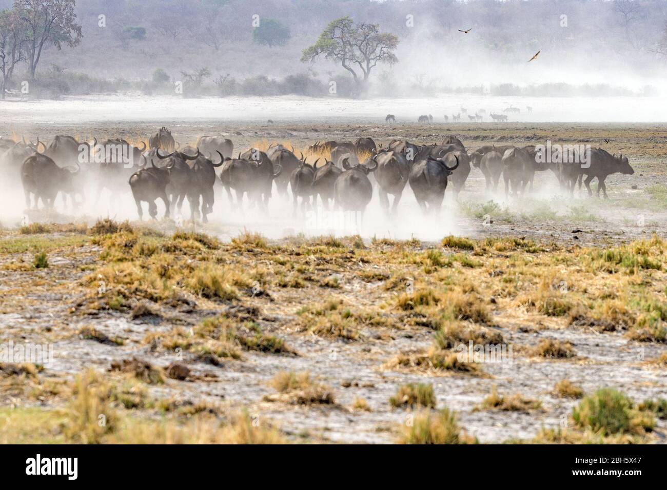 Cape Buffalo herd running during dust storm, Buffalo Game Park aka ...