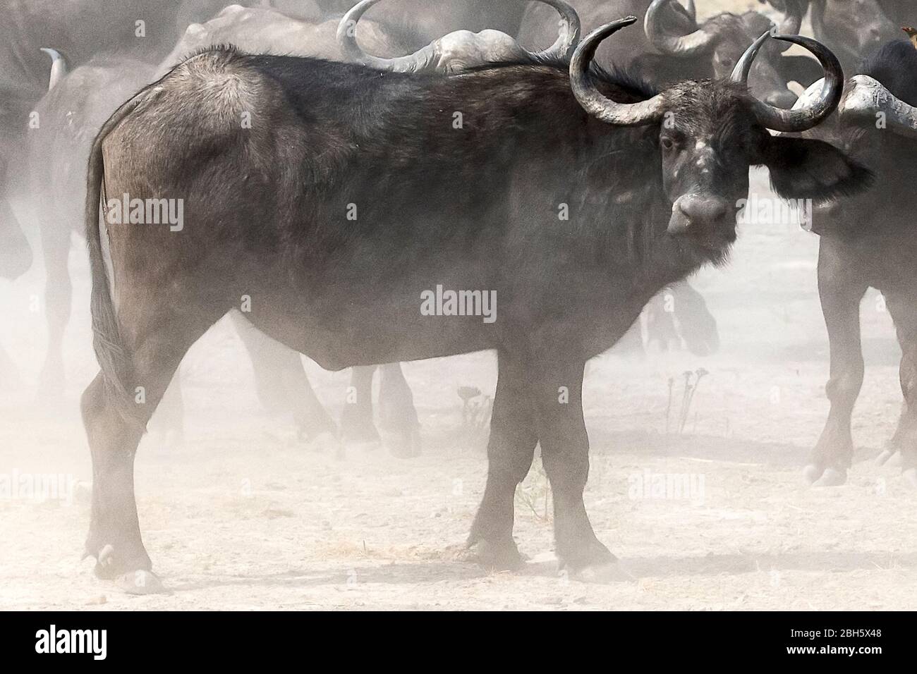 Cow dust hi-res stock photography and images - Alamy