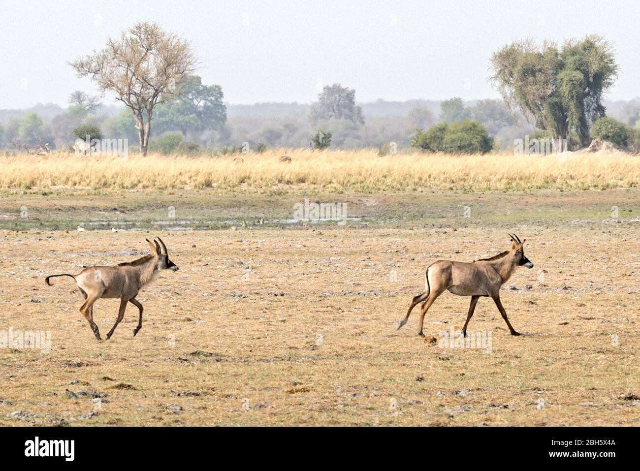 Roan, Buffalo Game Park aka Bwabwata National Park, Caprivi Strip ...