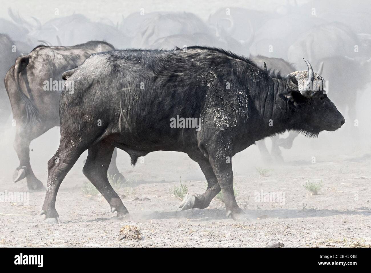 Cape Buffalo walking during dust storm, Buffalo Game Park aka Bwabwata ...