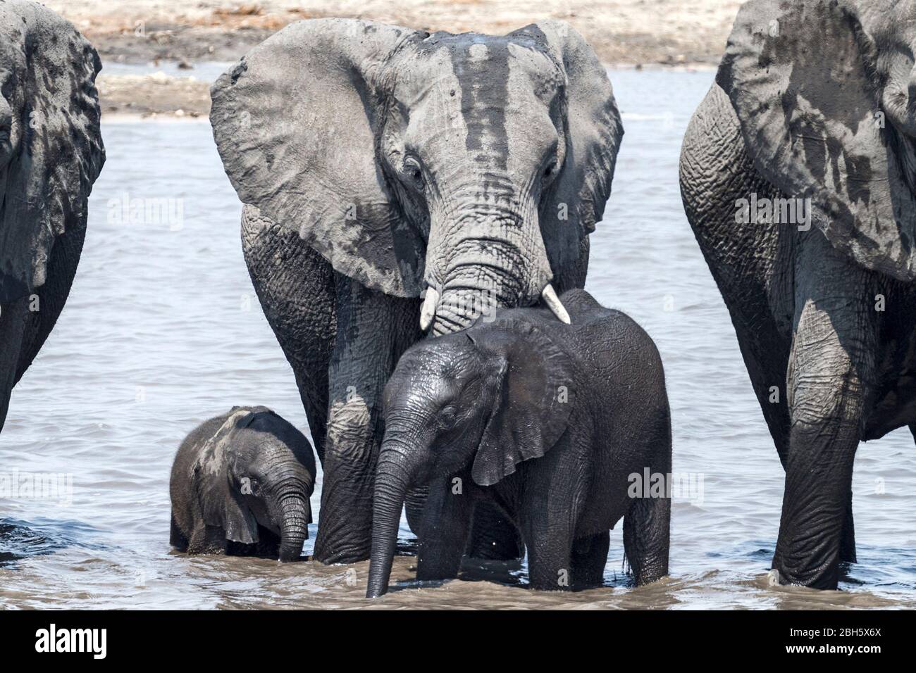Bull elephant protecting herd at Okovango river, Buffalo Game Park aka ...