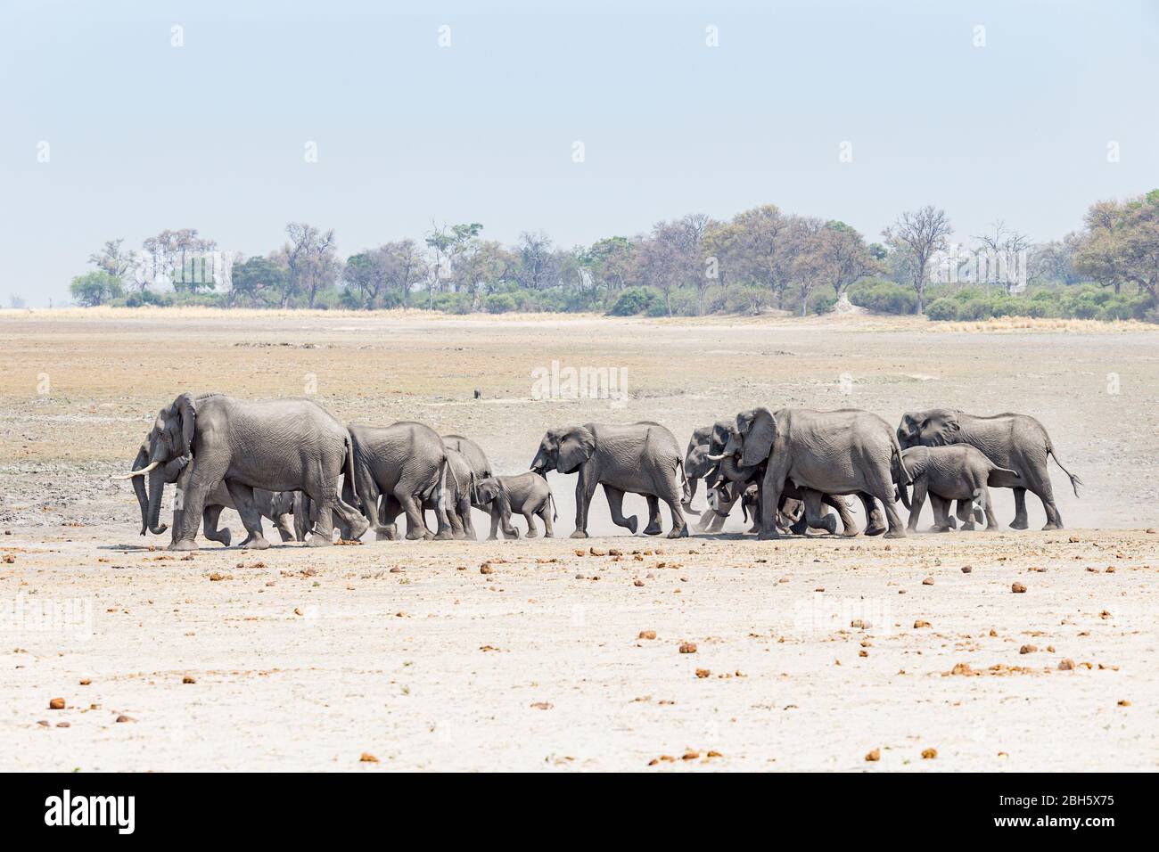 Elephant herd marching to Okovango river, Buffalo Game Park aka ...