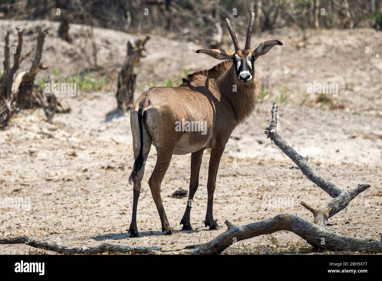 Roan, Buffalo Game Park aka Bwabwata National Park, Caprivi Strip ...