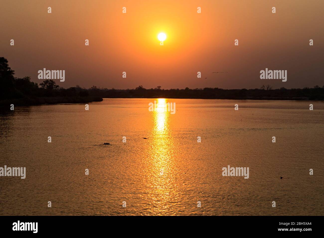 Sunset landscape & hippopotamuses, Okovango River, Caprivi Strip ...
